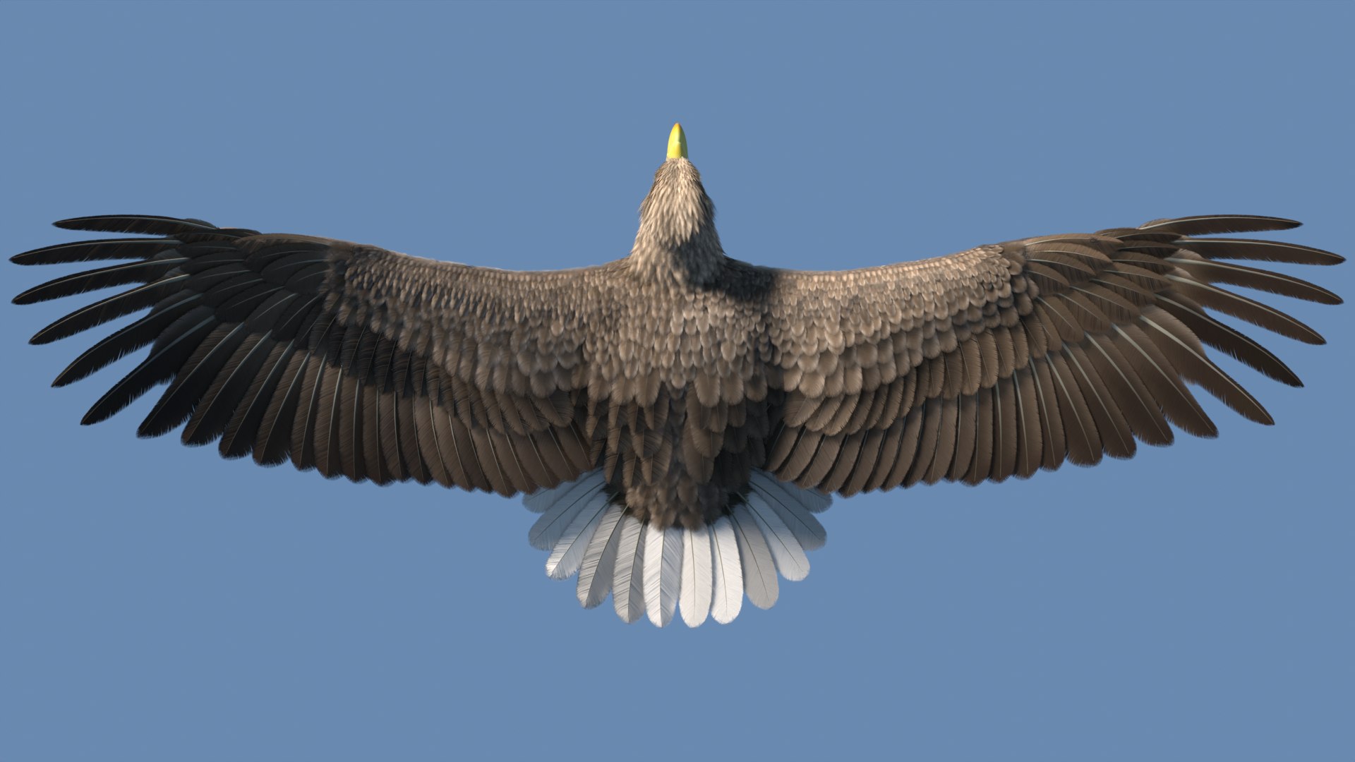 White-tailed Eagle 3D Model - TurboSquid 2210605