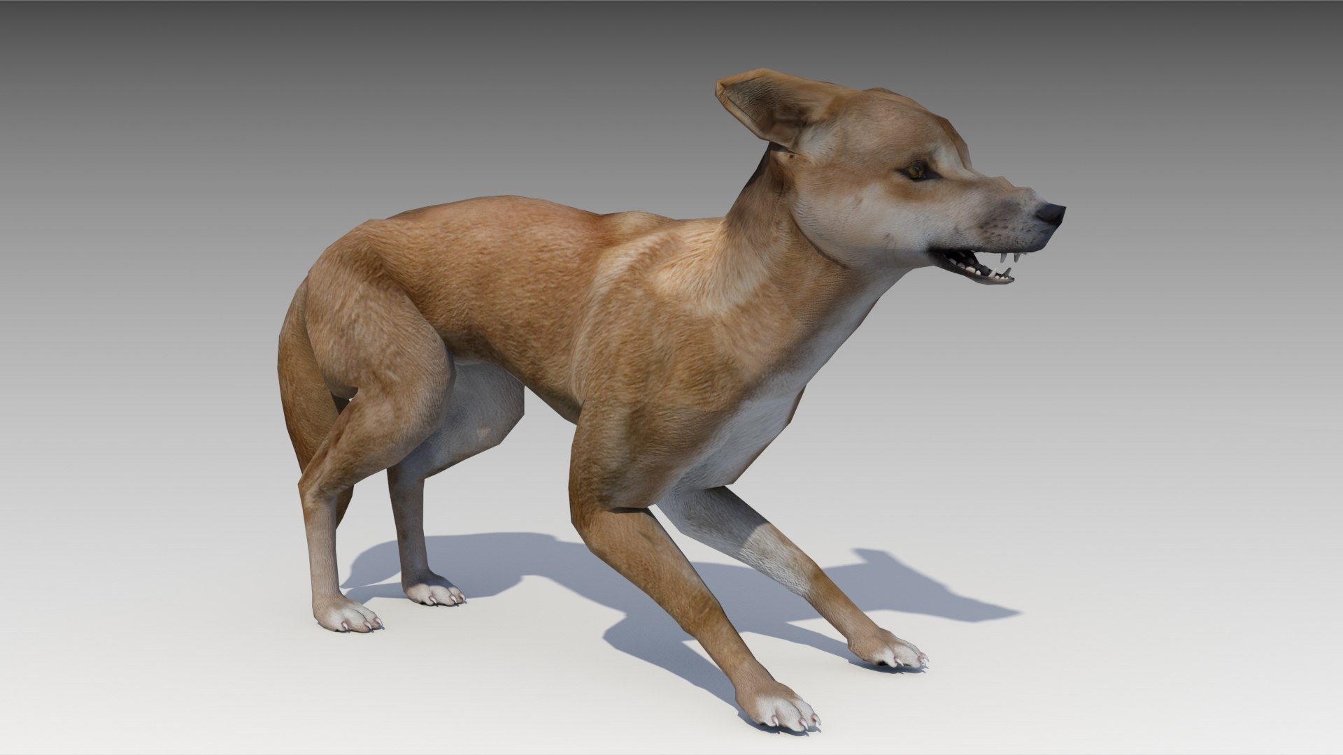 Dingo Animations 3D Model - TurboSquid 1333725