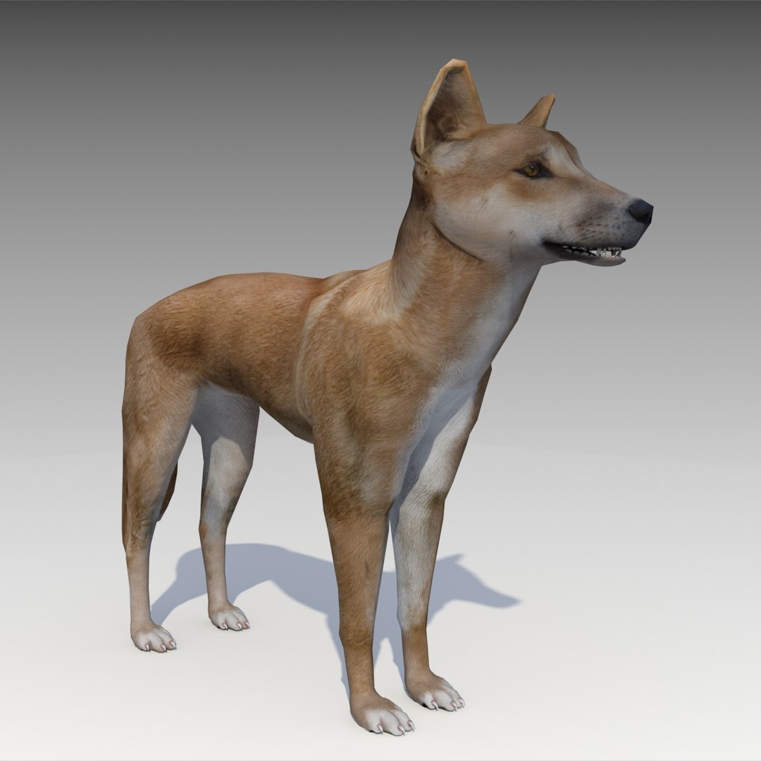 Dingo Animations 3D Model - TurboSquid 1333725