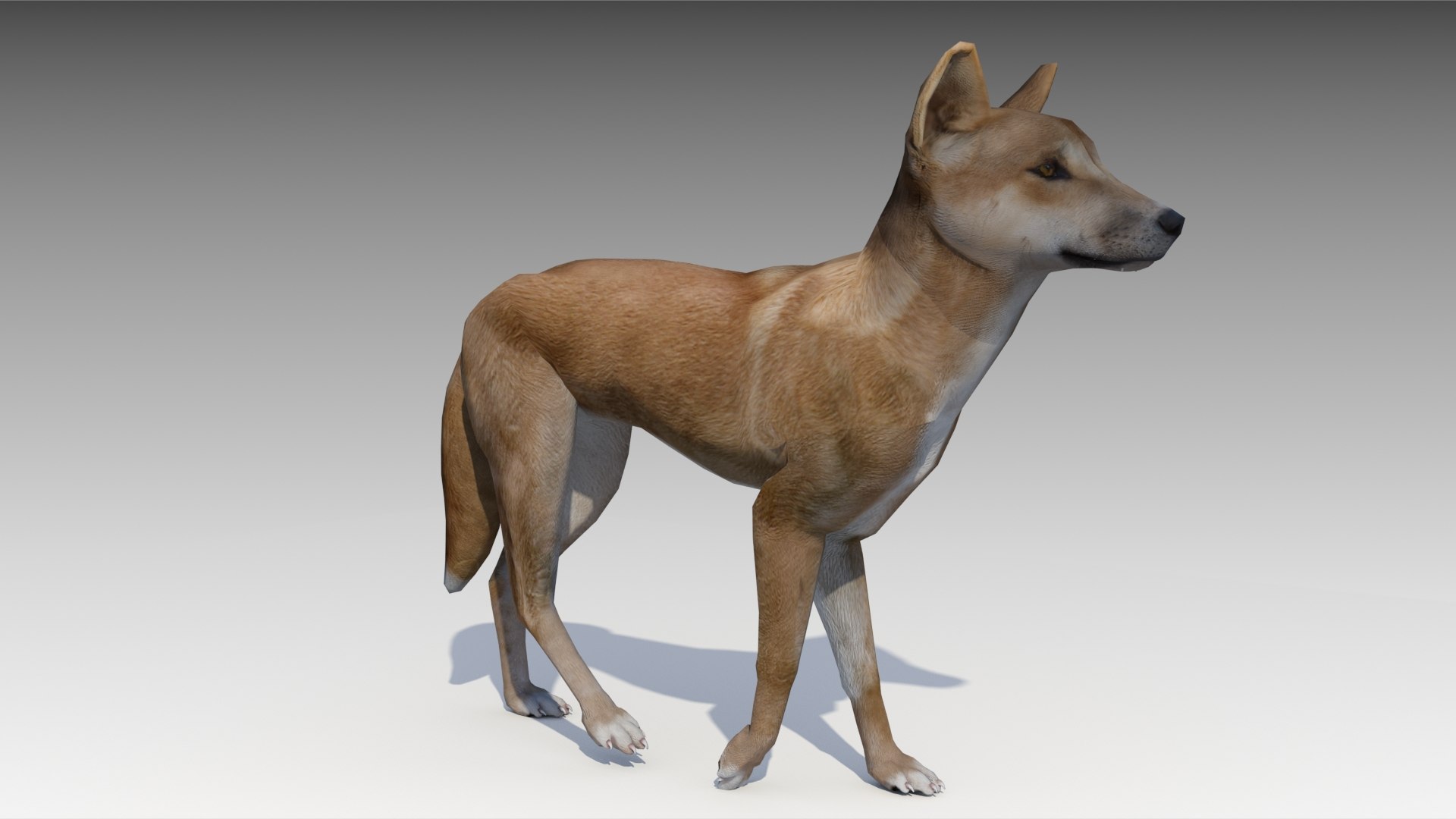 Dingo Animations 3D Model - TurboSquid 1333725