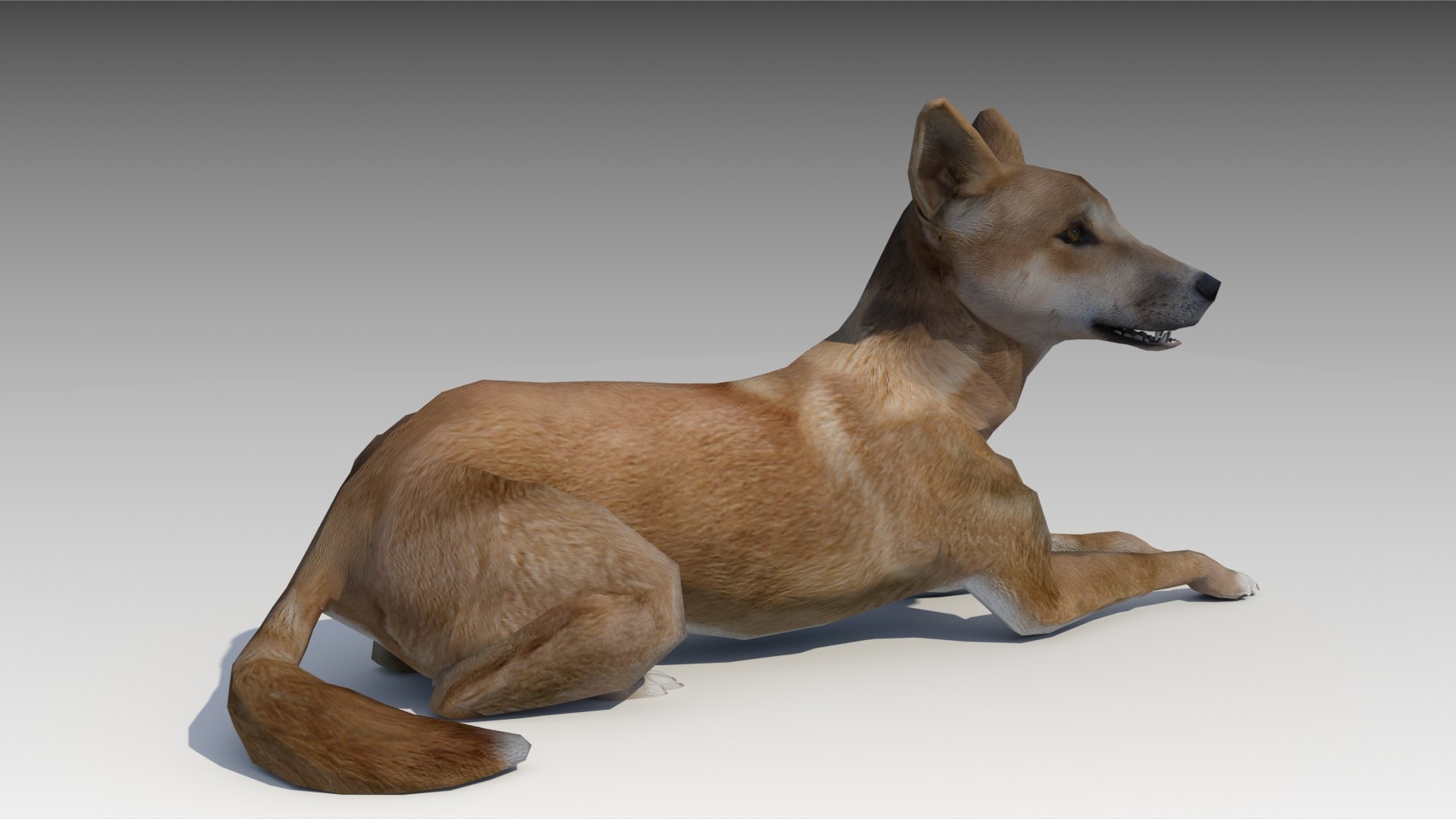 Dingo Animations 3D Model - TurboSquid 1333725
