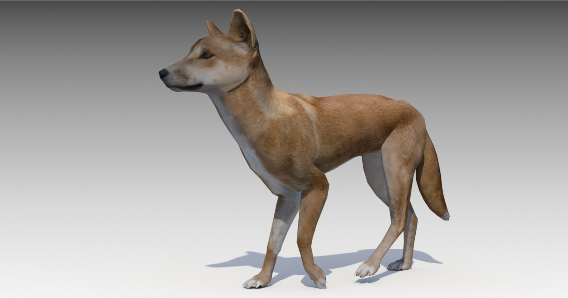Dingo Animations 3D Model - TurboSquid 1333725