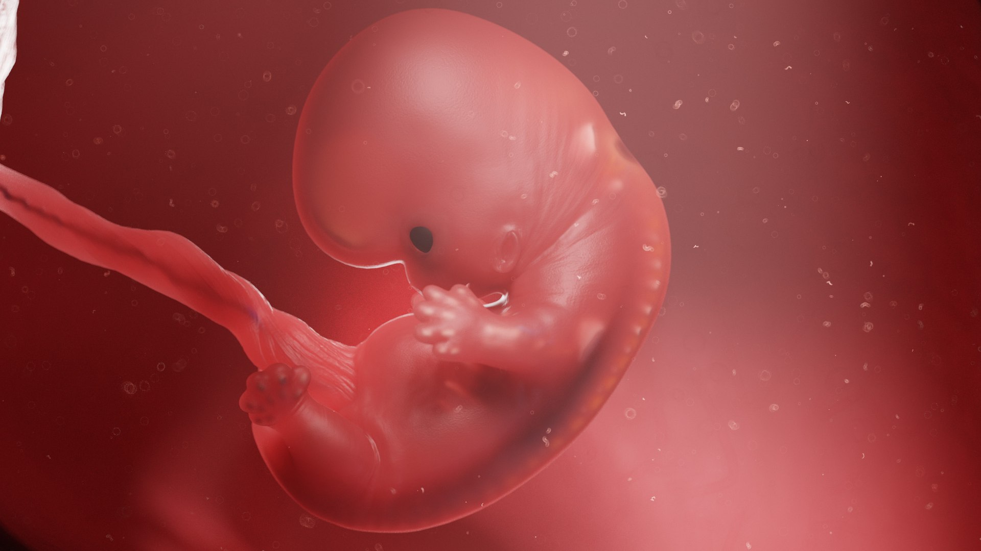 Fetus Anatomy Week 8 Animated 3D model - TurboSquid 1817083