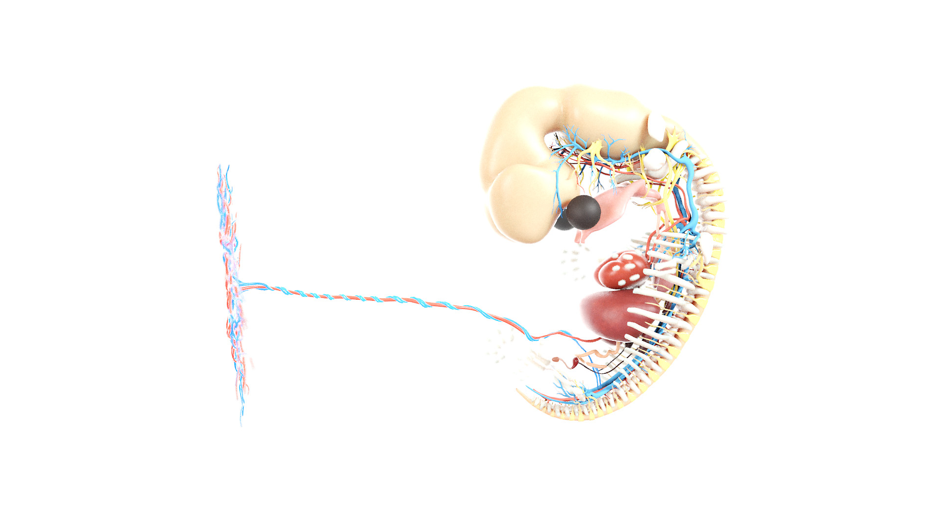 Fetus Anatomy Week 8 Animated 3D Model - TurboSquid 1817083