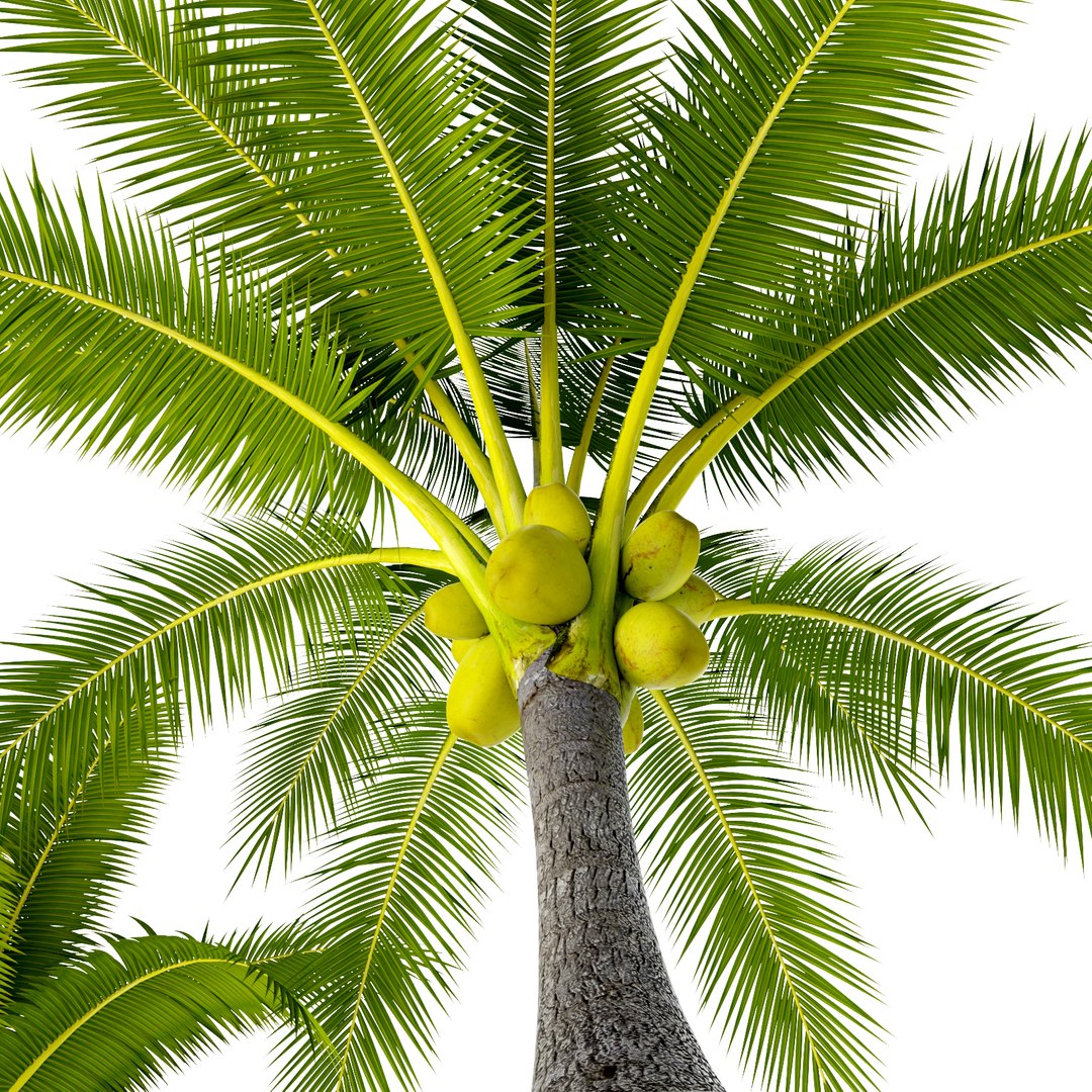 coconut palm set max