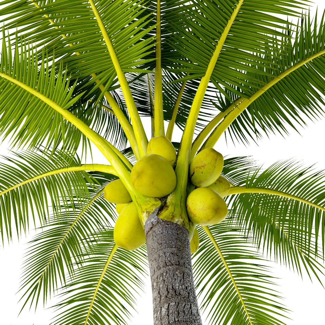 coconut palm set max