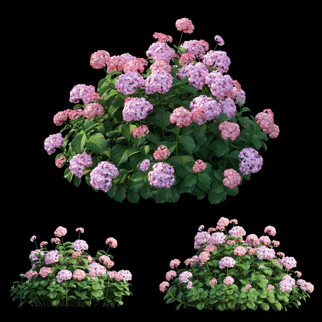 plants hydrangea set 20 3D model https://p.turbosquid.com/ts-thumb/n8 ...