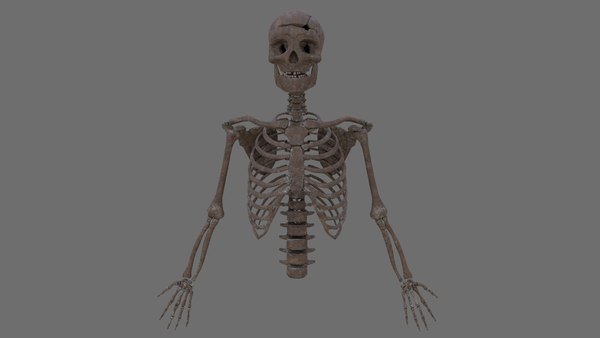 Skull body skeleton 3D model - TurboSquid 1538274