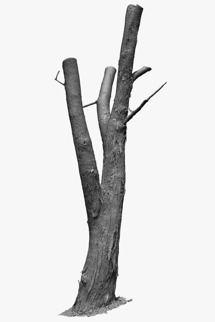 3D Burnt Tree Trunk 3x16k Textures Ultra HQ Raw 3D Scan Model ...