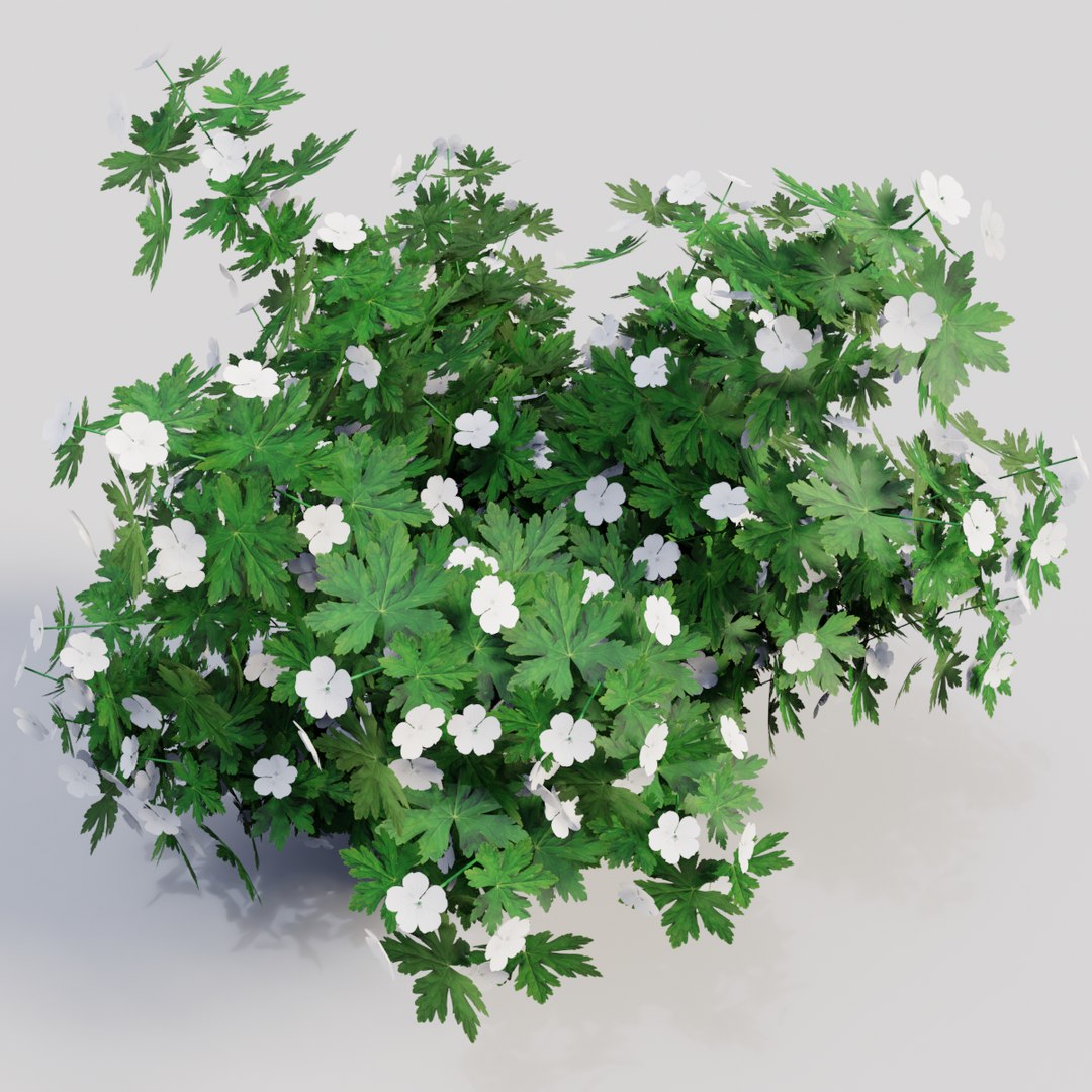 3D Geranium White - TurboSquid 1488845