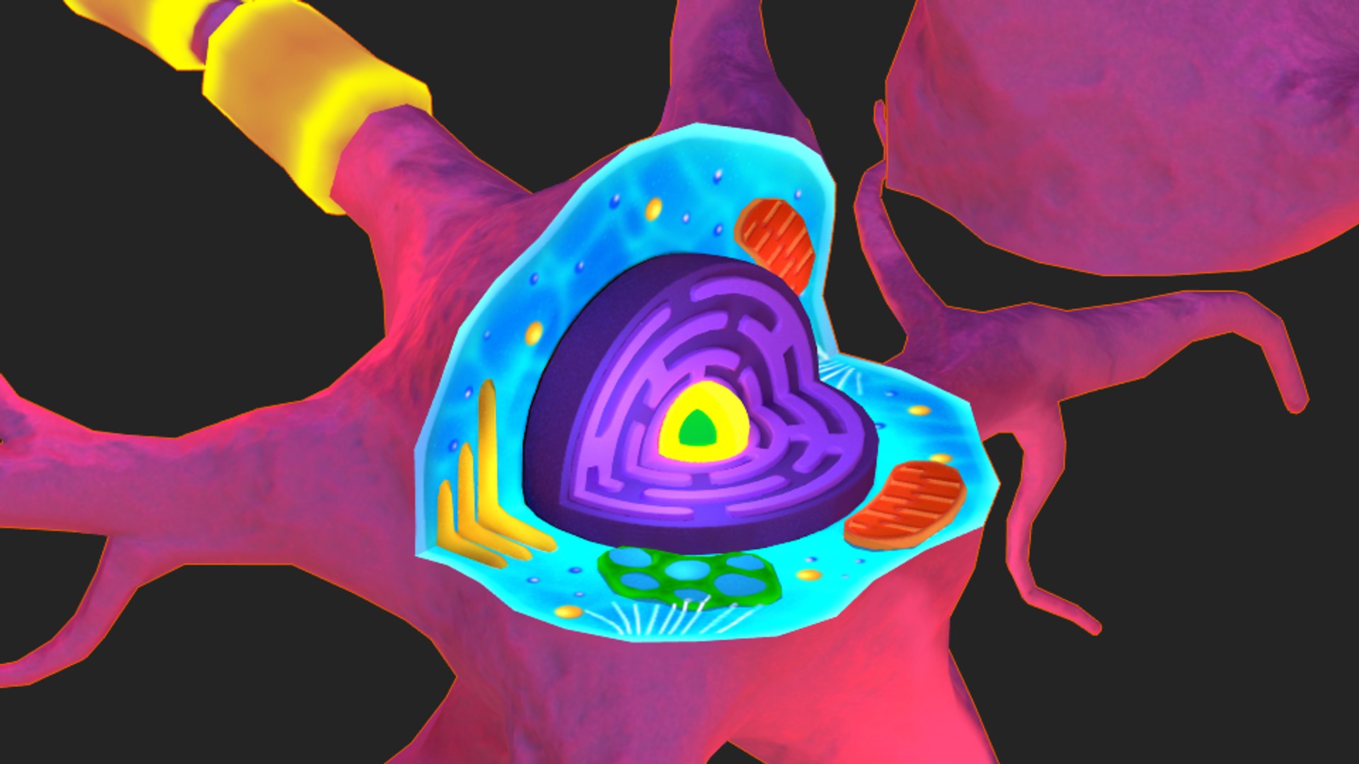 3D Neuron Nerve Human Anatomy - TurboSquid 1355999