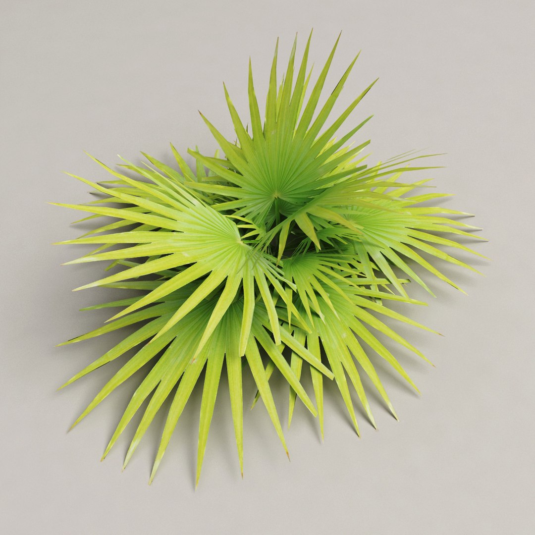 3d palms set modelled model