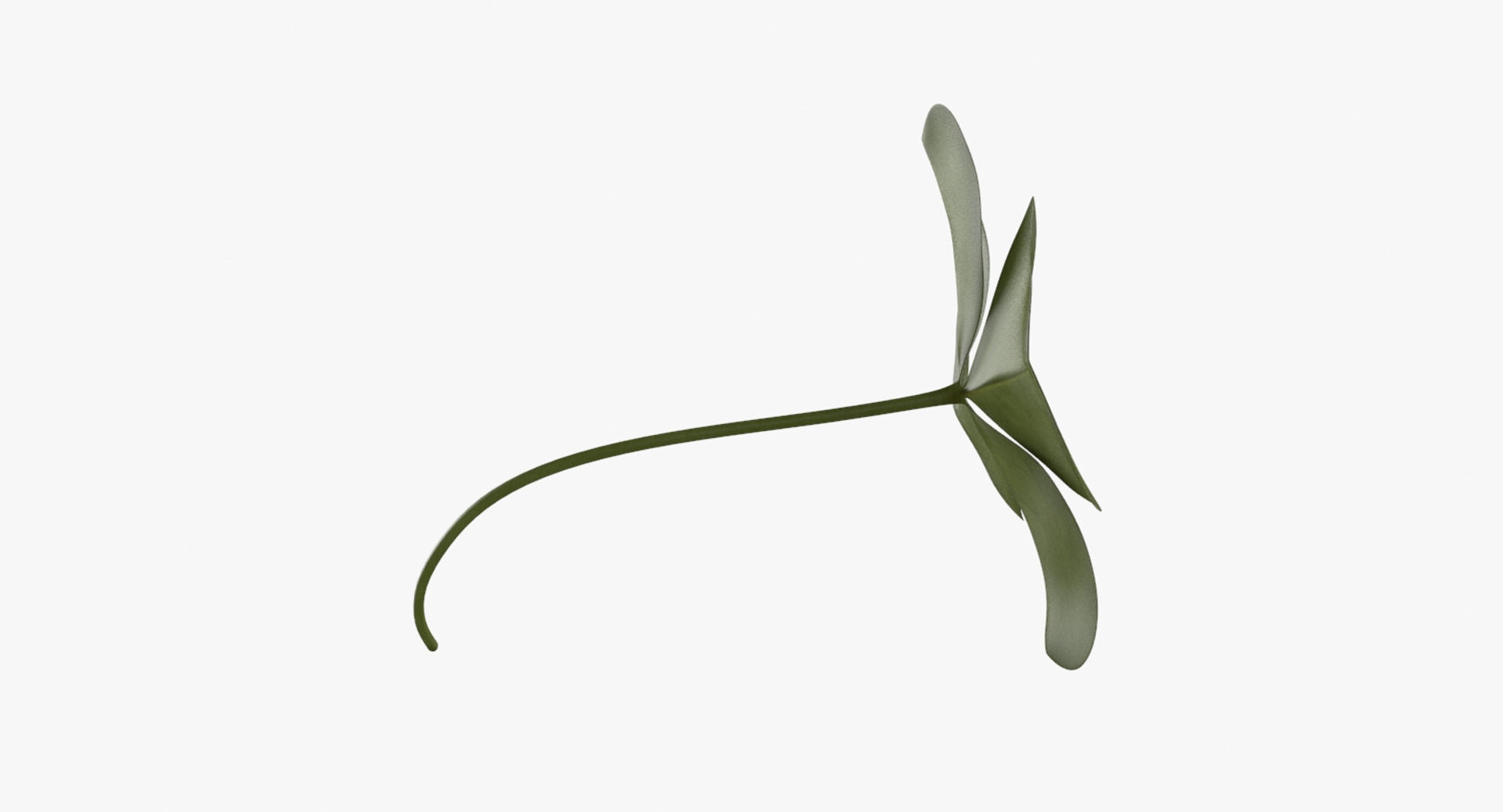 3D clover shamrock flower model - TurboSquid 1395861