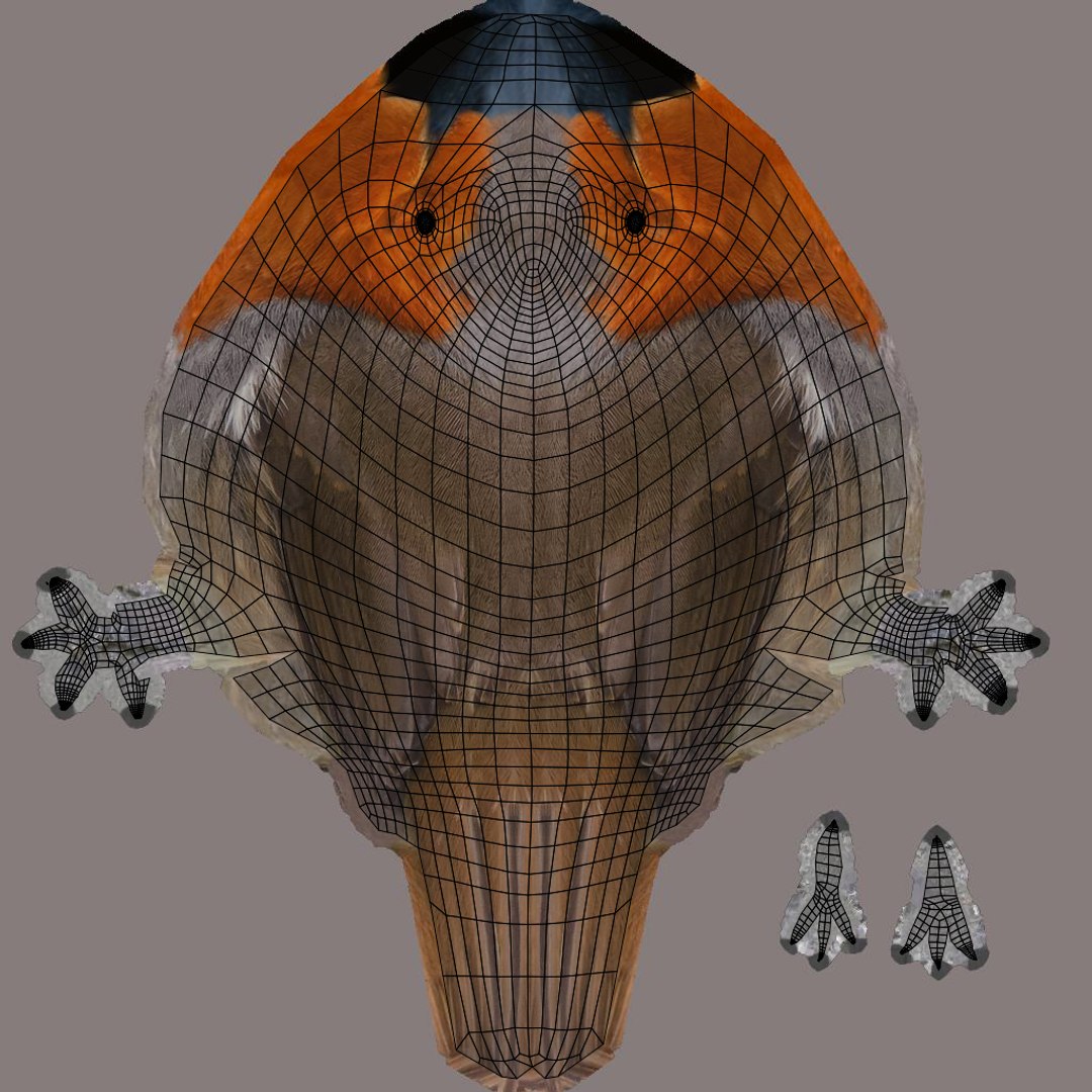 3d Model European Robin Bird