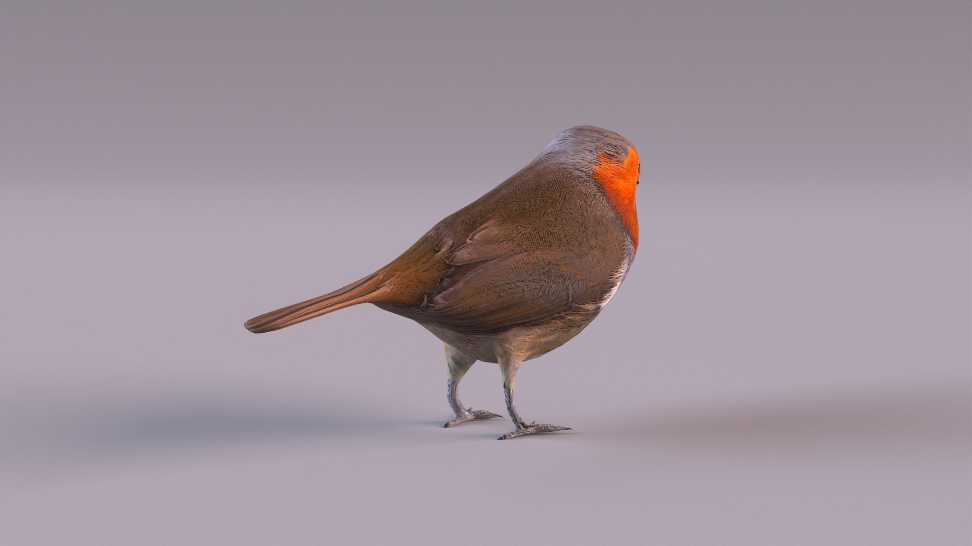 3d Model European Robin Bird
