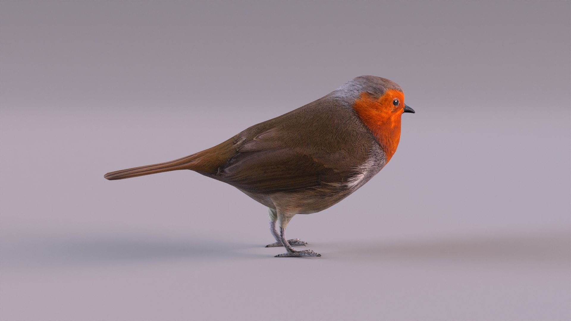 3d Model European Robin Bird