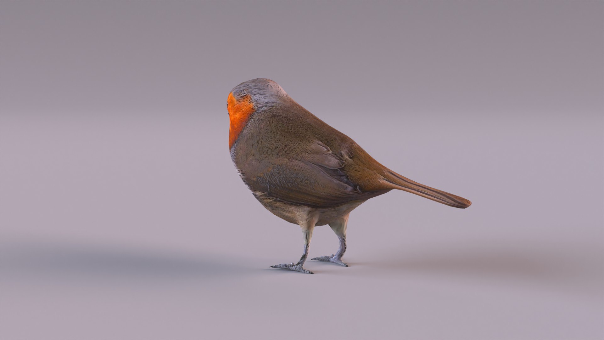 3d Model European Robin Bird