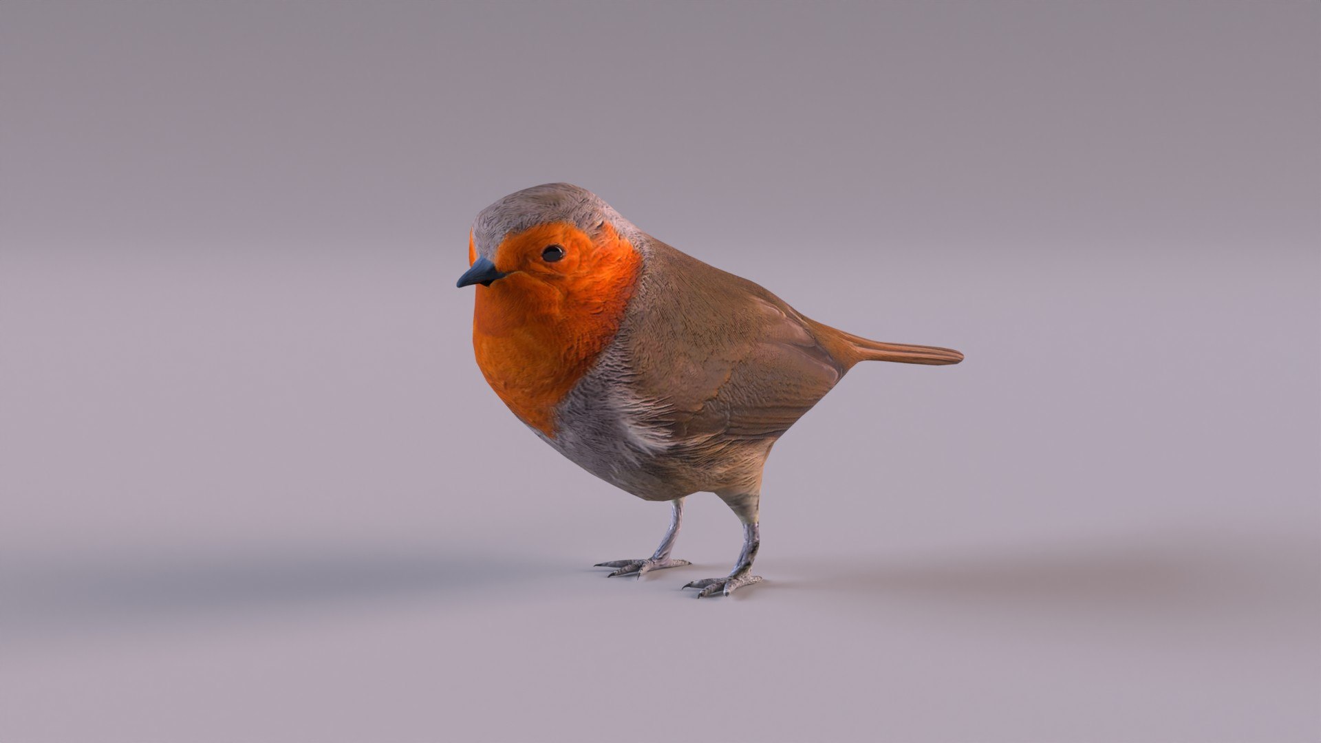 3d Model European Robin Bird