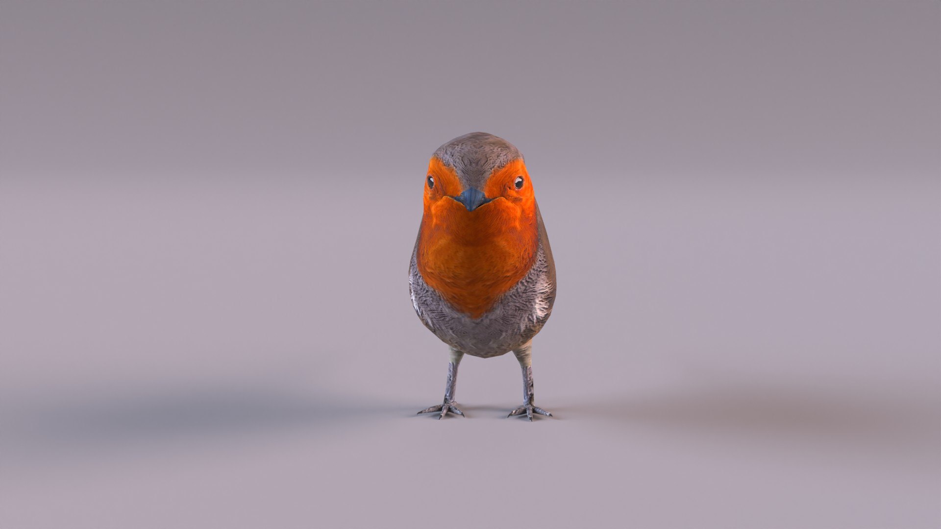 3d Model European Robin Bird