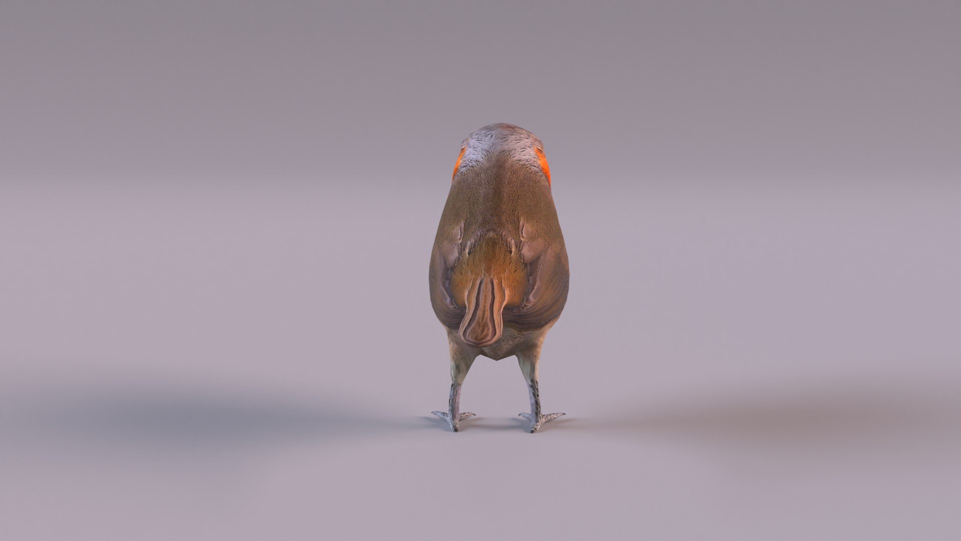 3d Model European Robin Bird