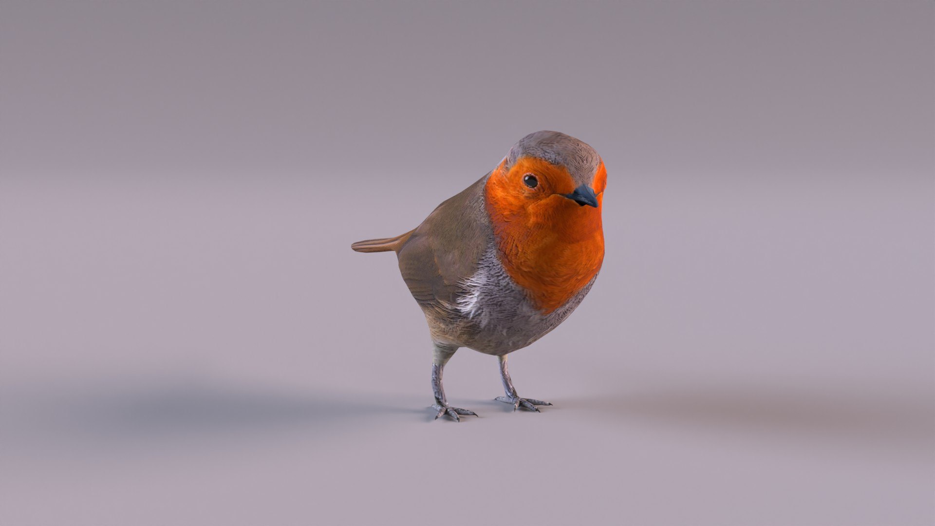 3d Model European Robin Bird