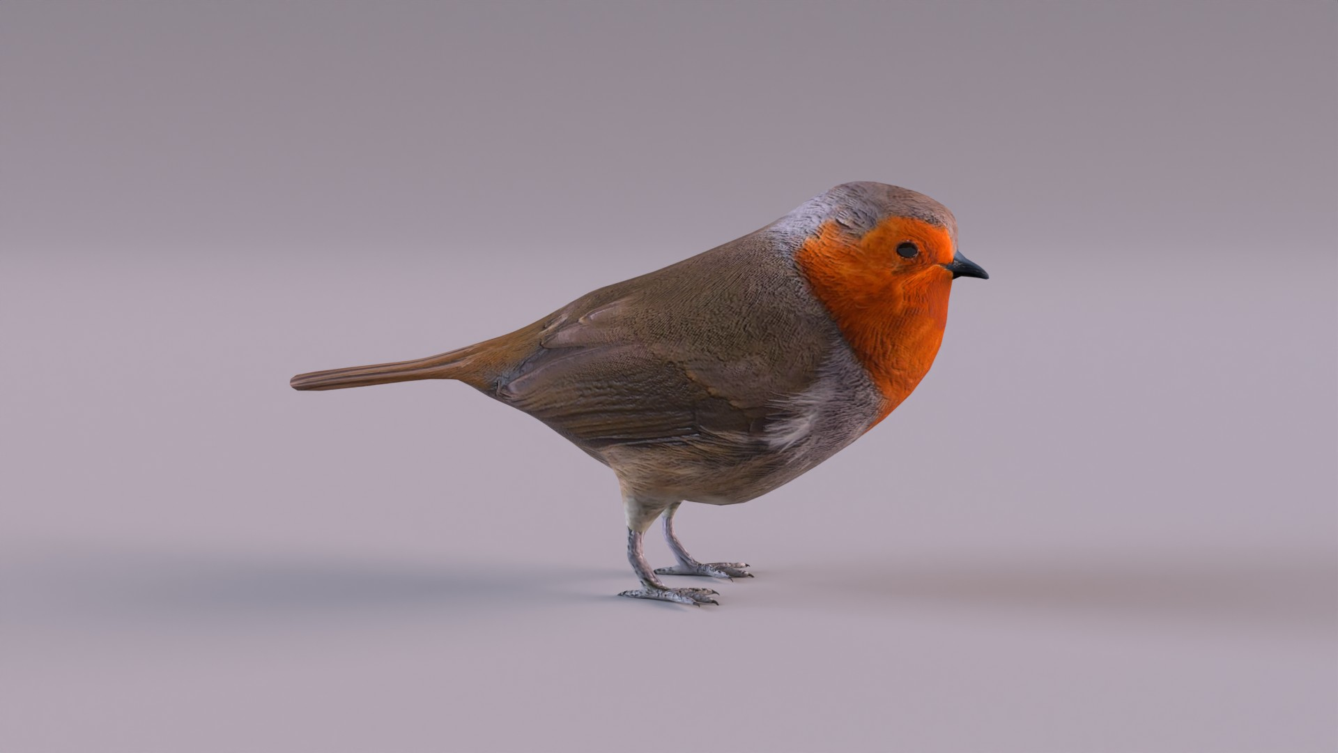 3d Model European Robin Bird