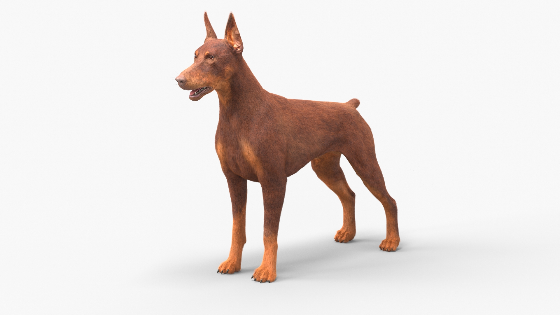 3D Doberman Dog Brown Fur - TurboSquid 2232818