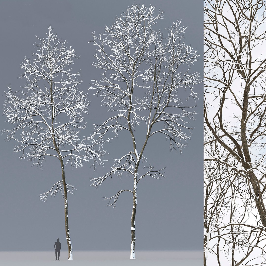 3D Tree Ash Winter - TurboSquid 1688609