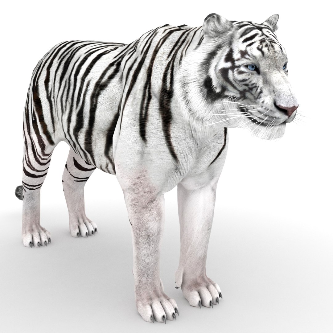 3D White Tiger Model - TurboSquid 1402396