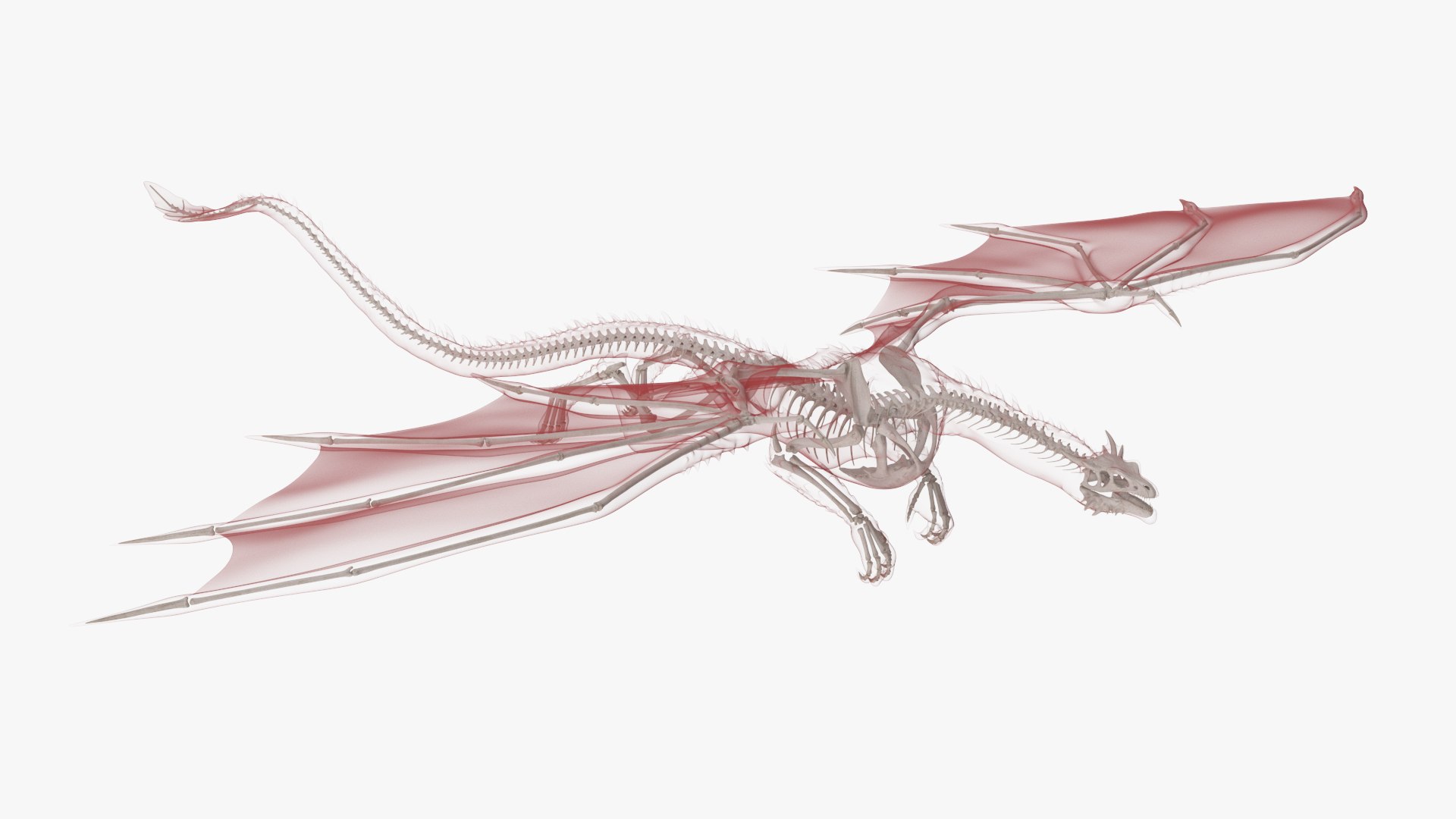 3D Model Petrified Skeleton Dragon In Transparent Shell - TurboSquid ...
