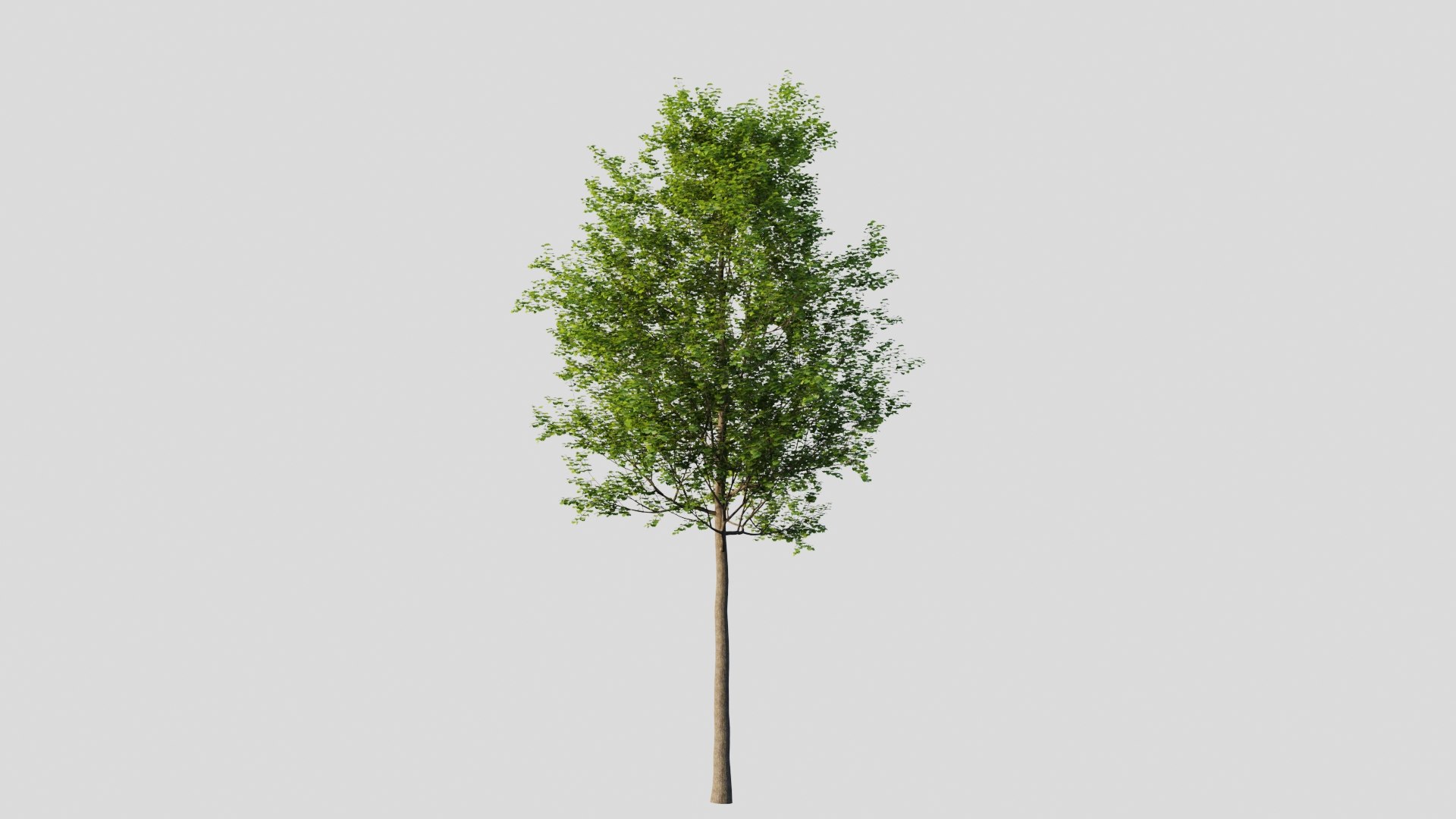 3D Gingko - TurboSquid 1884661