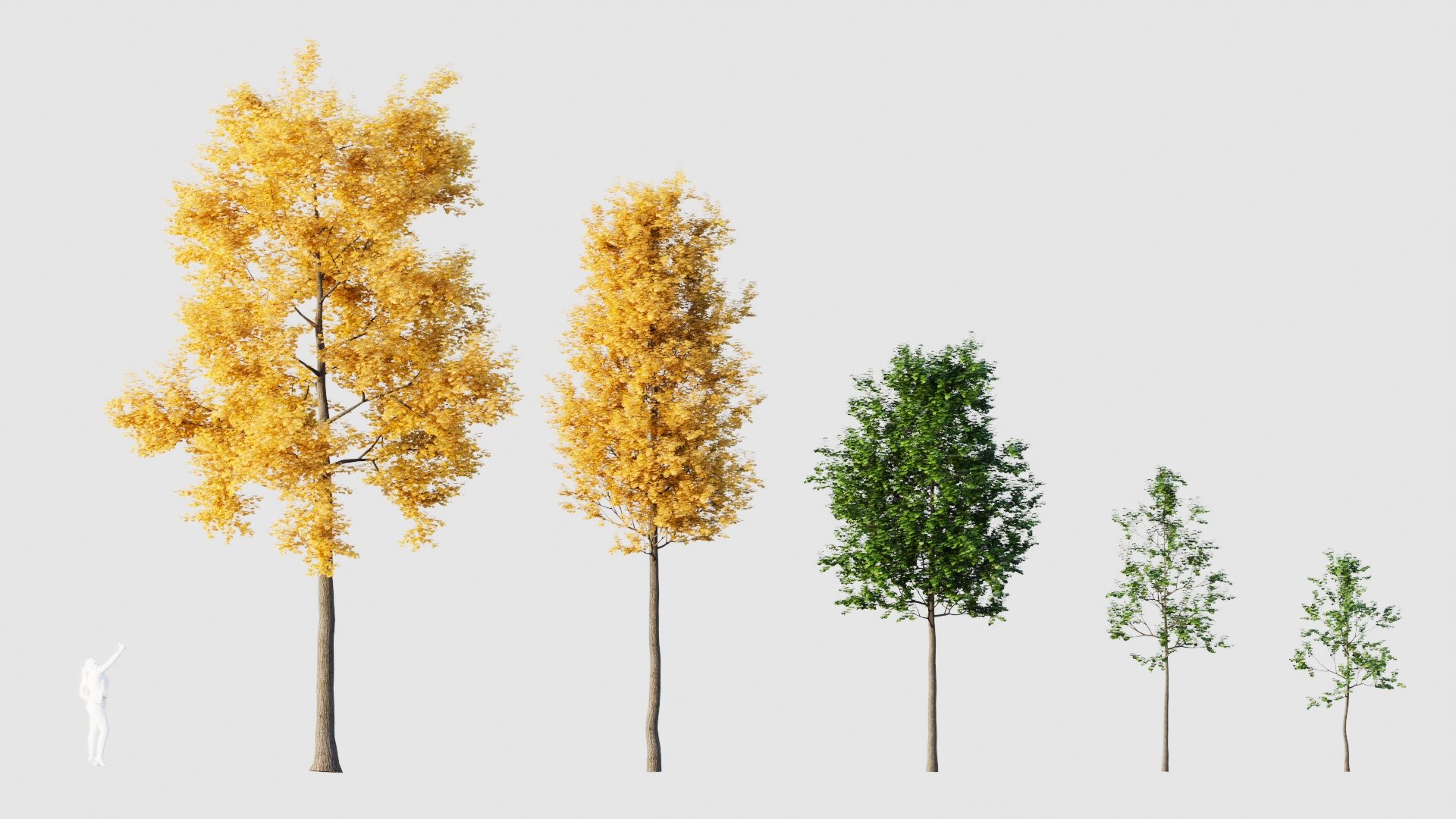 3D Gingko - TurboSquid 1884661