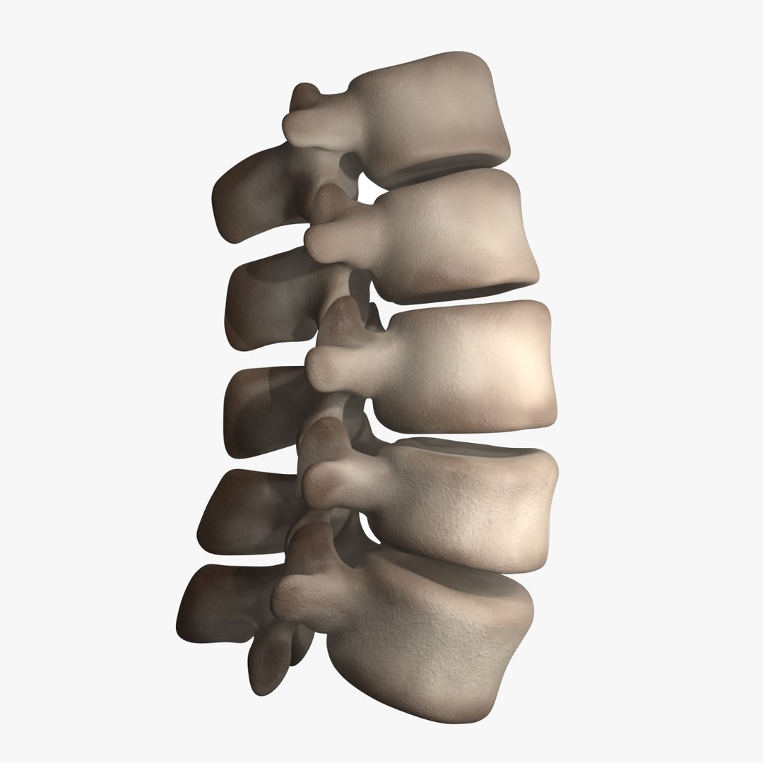 3D Lumbar Spine model - TurboSquid 1786515