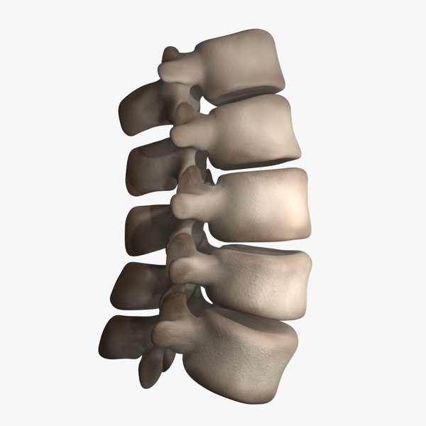 3D Lumbar Models | TurboSquid