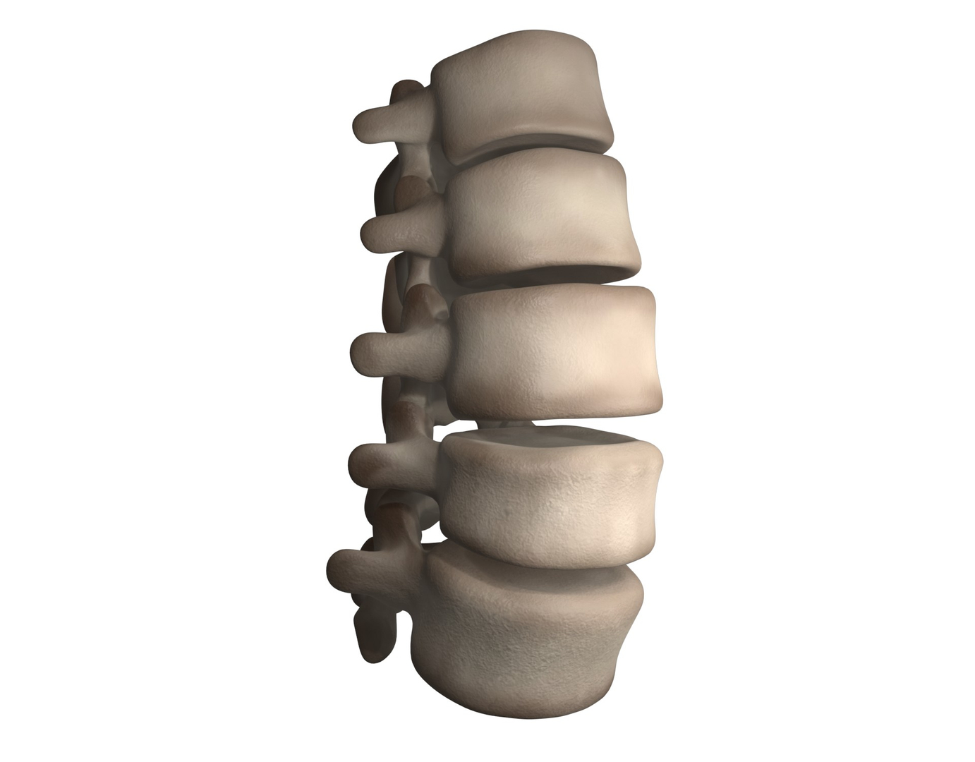 3D Lumbar Spine Model - TurboSquid 1786515