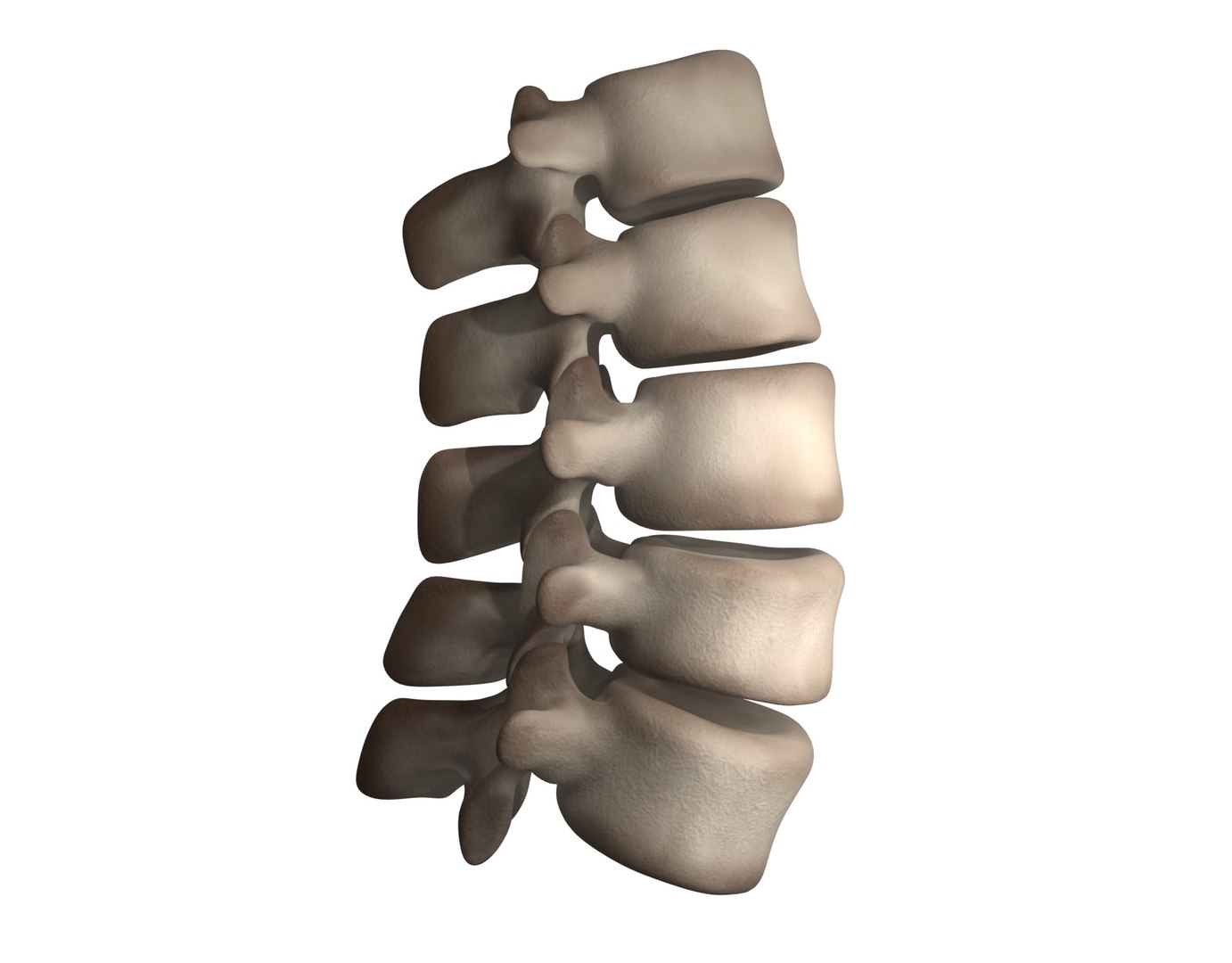 3D Lumbar Spine Model - TurboSquid 1786515