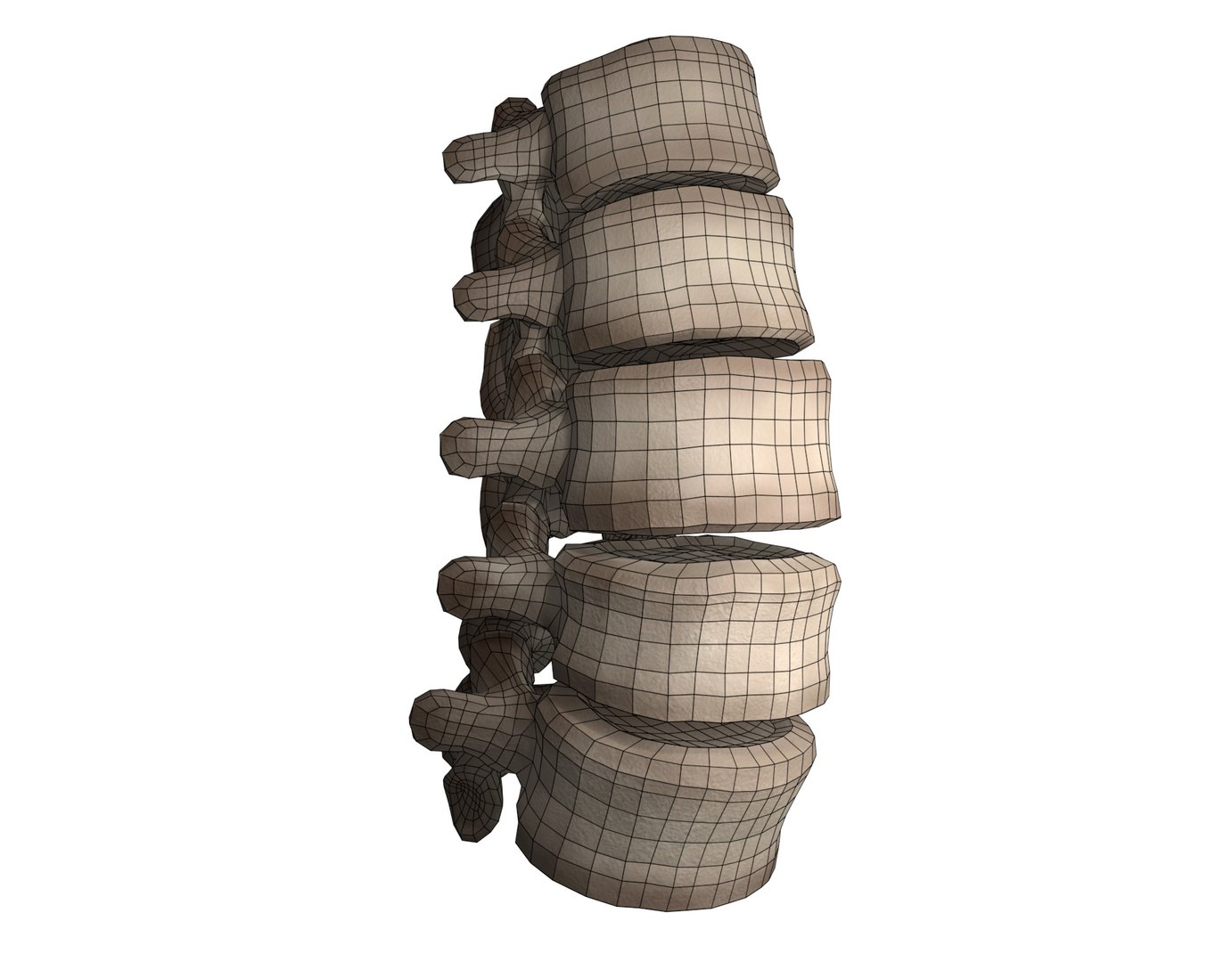 3D Lumbar Spine Model - TurboSquid 1786515