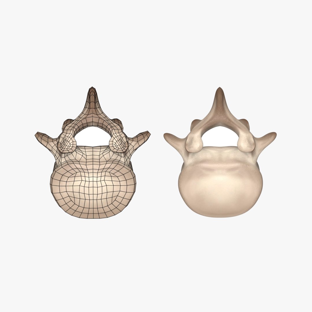3D Lumbar Spine Model - TurboSquid 1786515