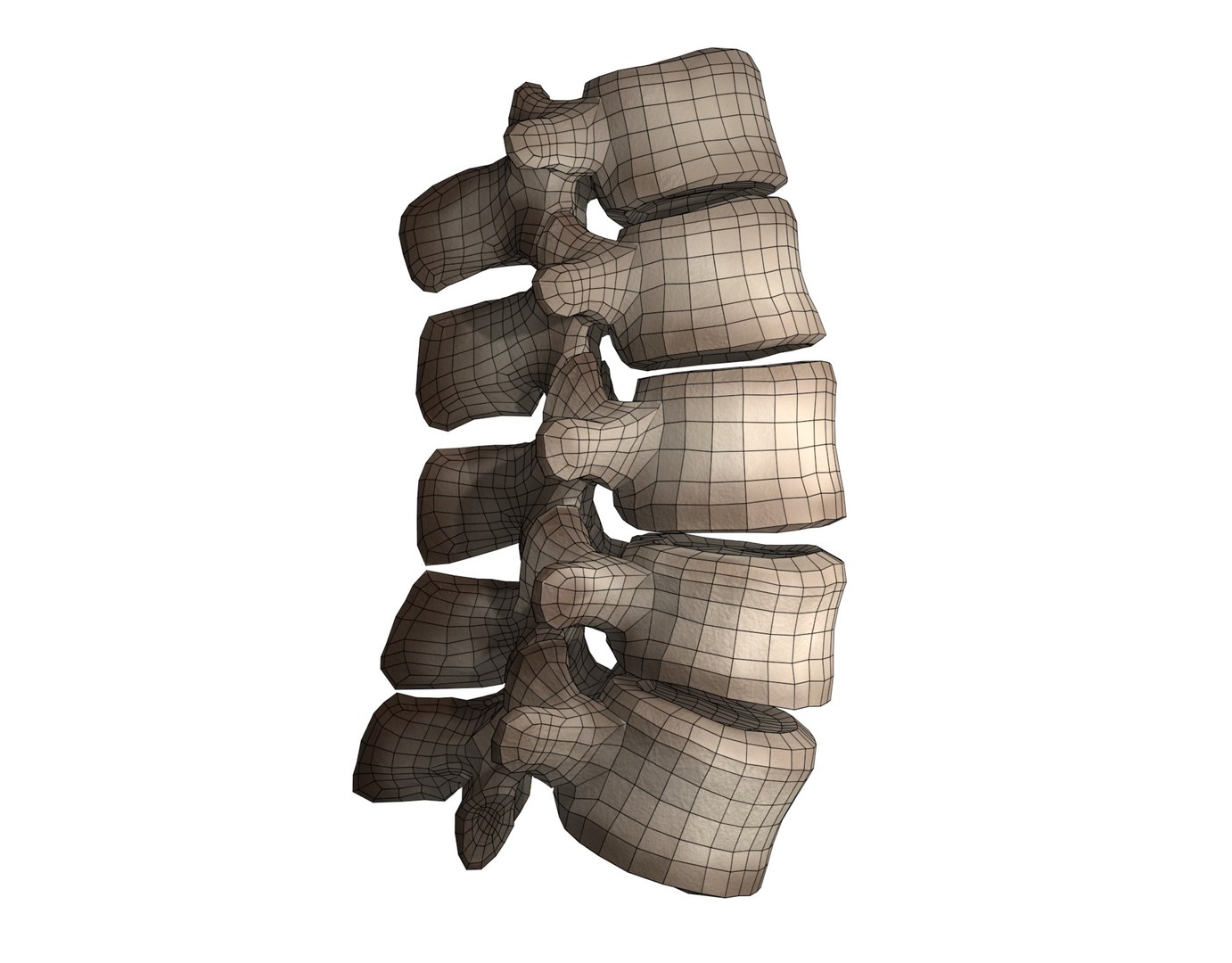3D Lumbar Spine Model - TurboSquid 1786515