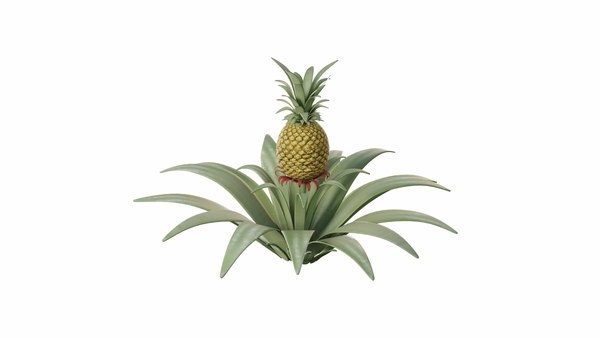 modelo 3d Árbol de piña en 3D - TurboSquid 2309981
