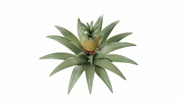 modelo 3d Árbol de piña en 3D - TurboSquid 2309981