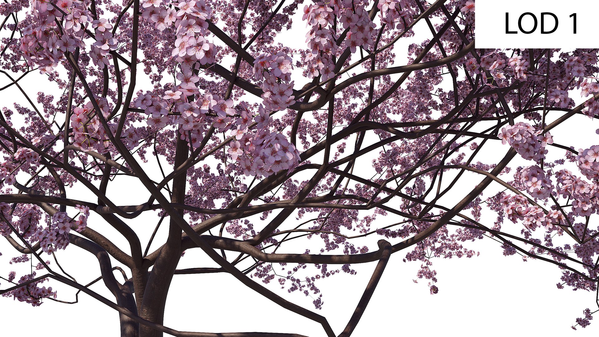 Sakura High Poly 05 3D Model - TurboSquid 2436036