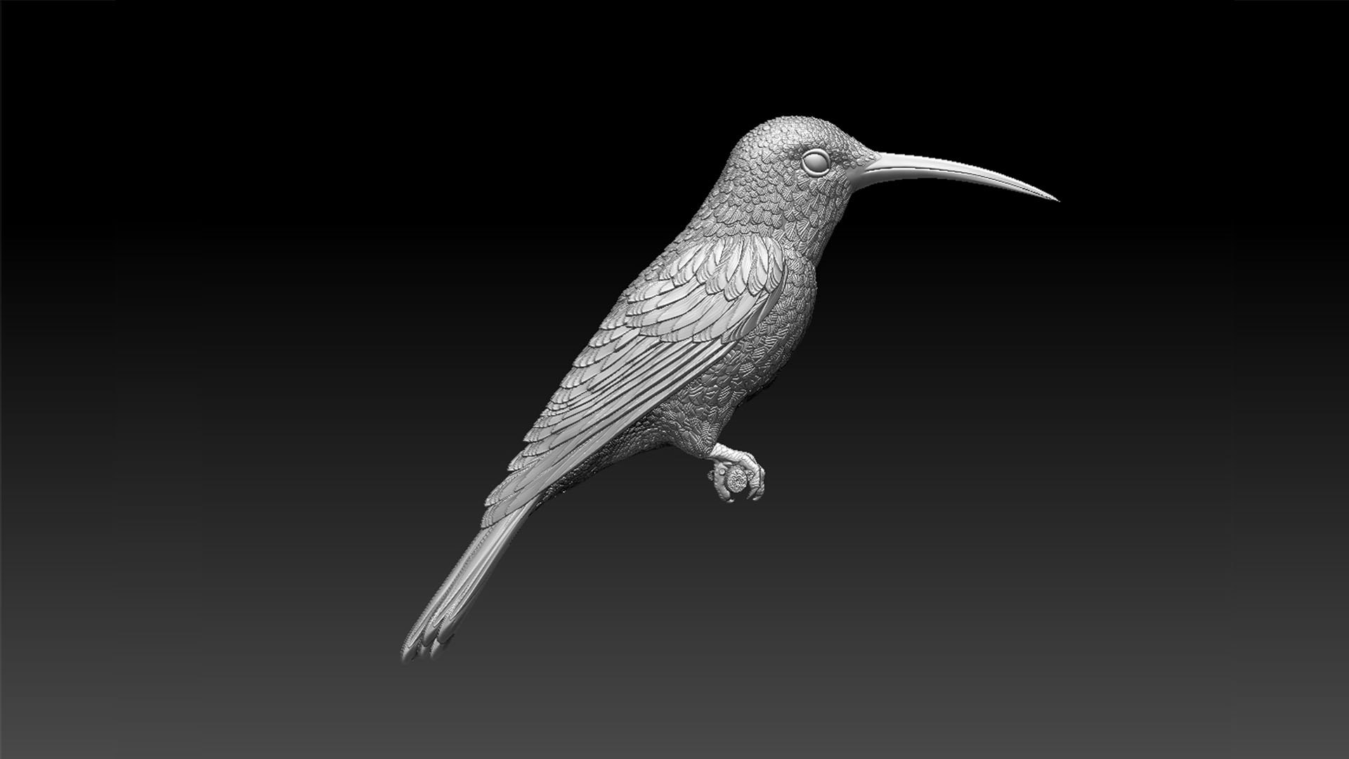 Colibri Humming Bird 3D Model - TurboSquid 1957566