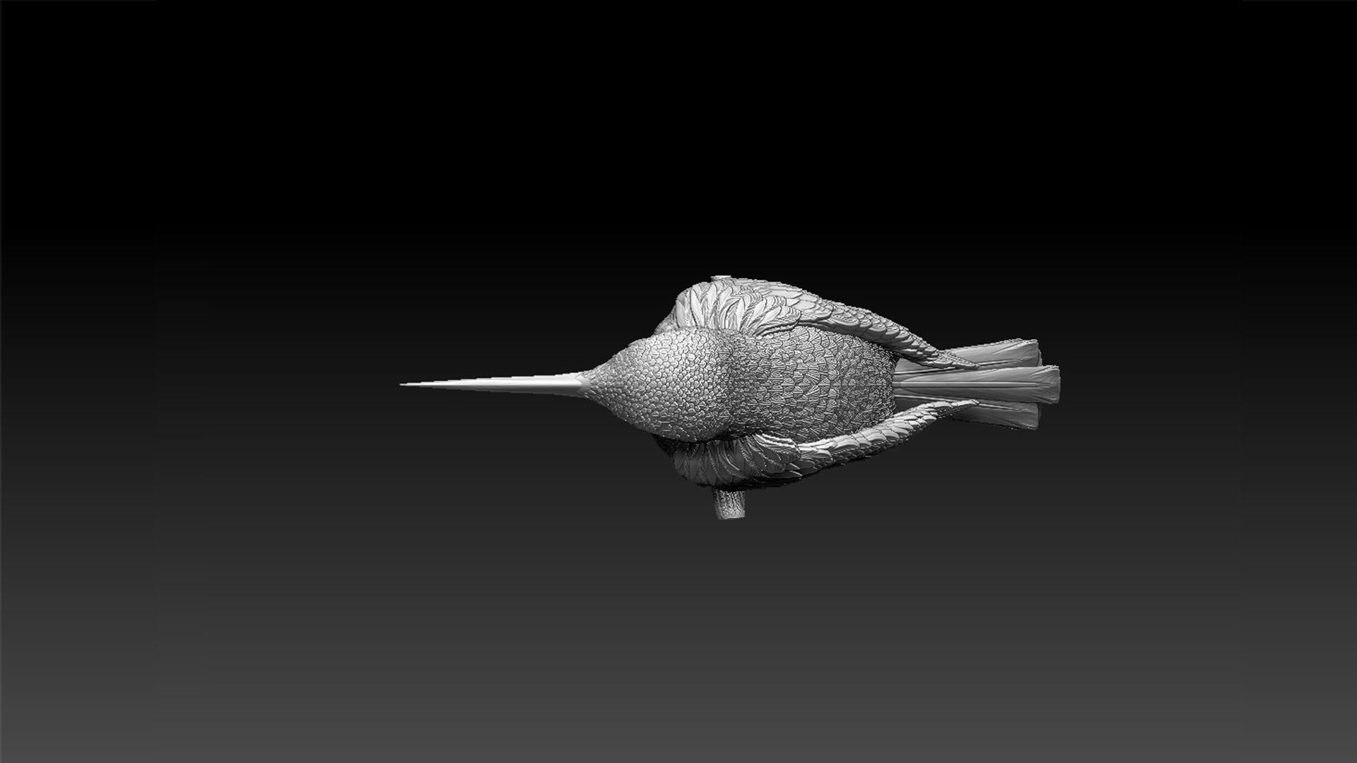 Colibri Humming Bird 3D Model - TurboSquid 1957566