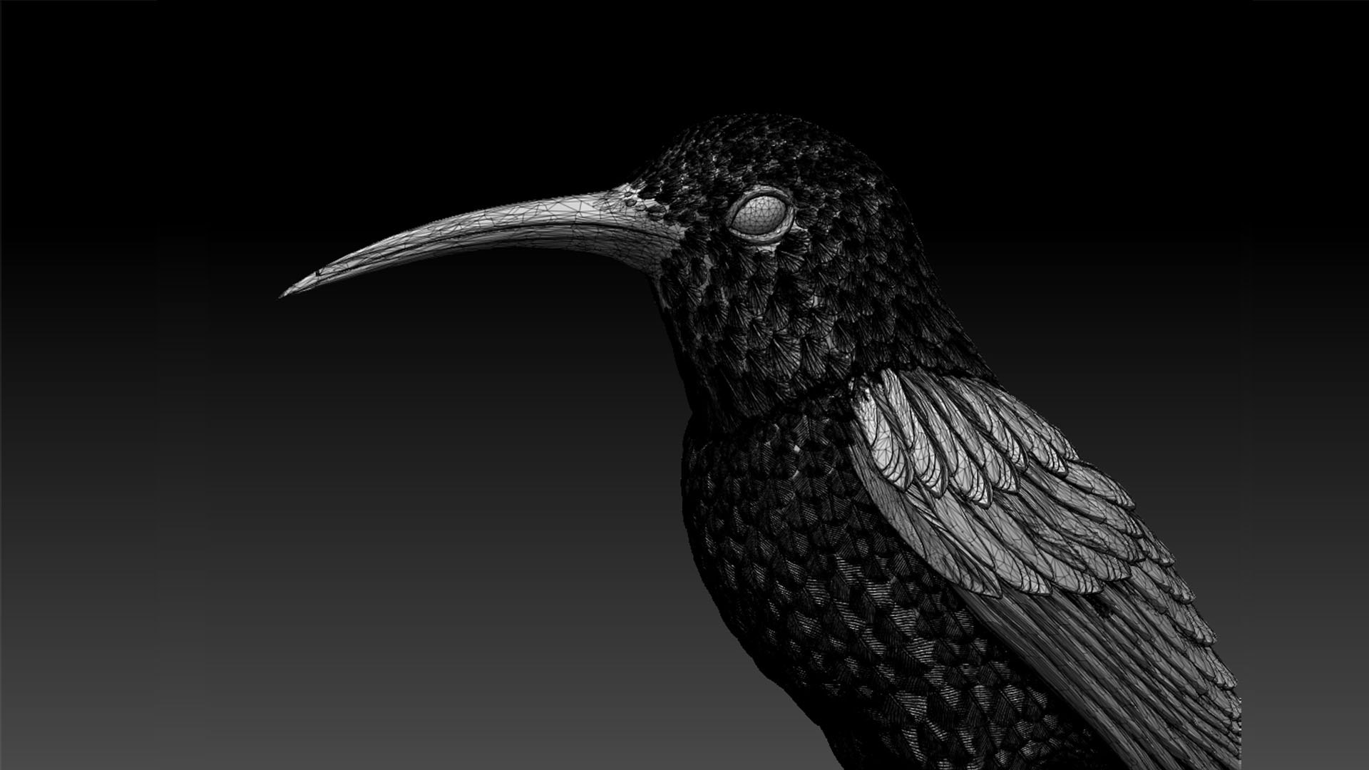 Colibri Humming Bird 3D Model - TurboSquid 1957566