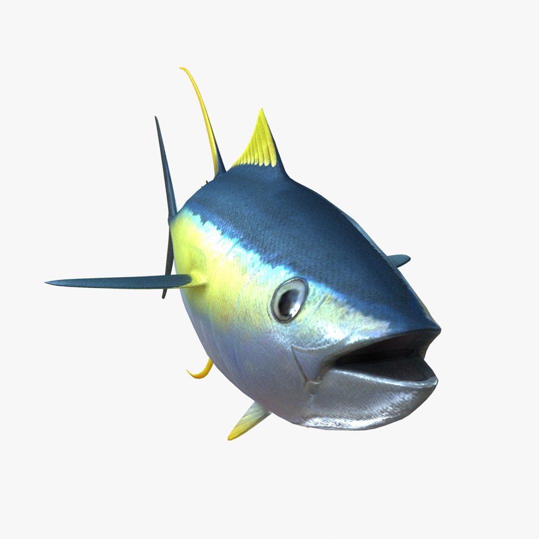 3d Tuna Fish