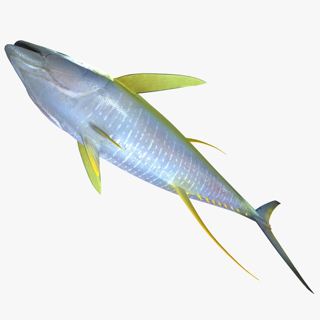3d Tuna Fish