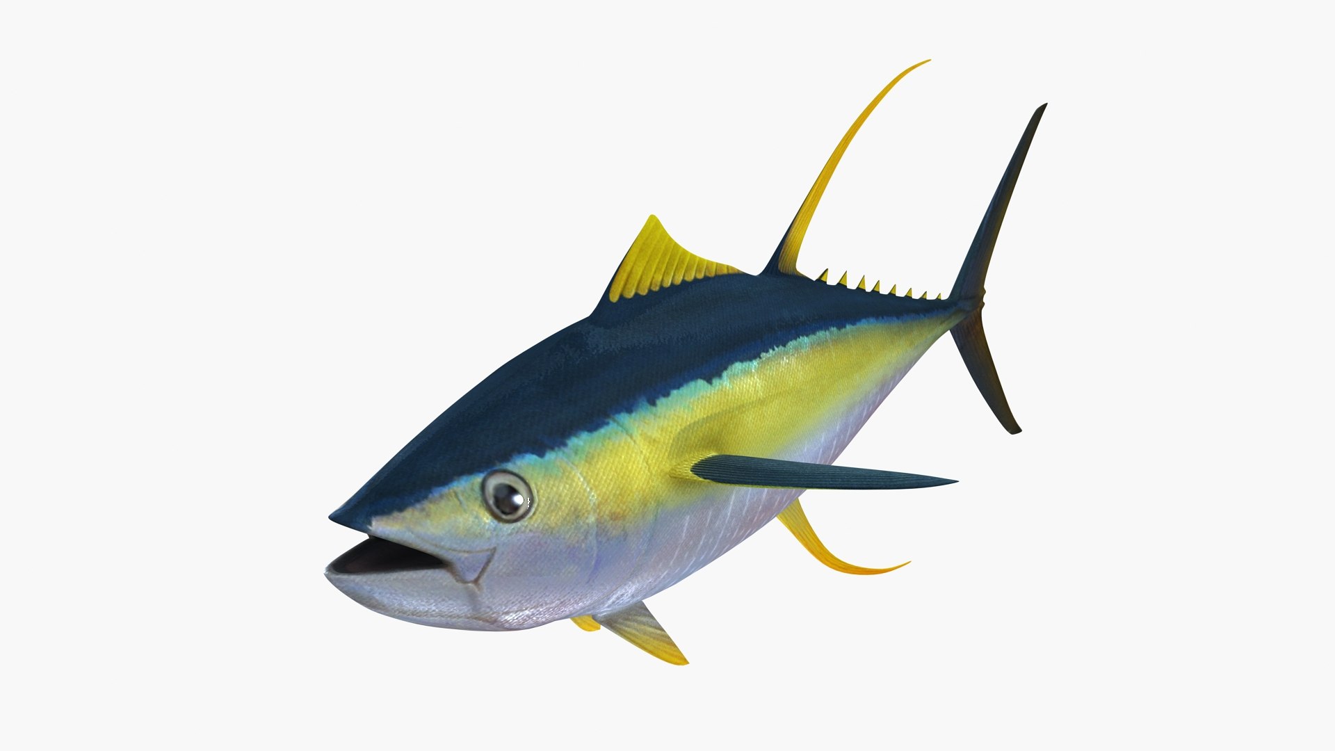 3d Tuna Fish