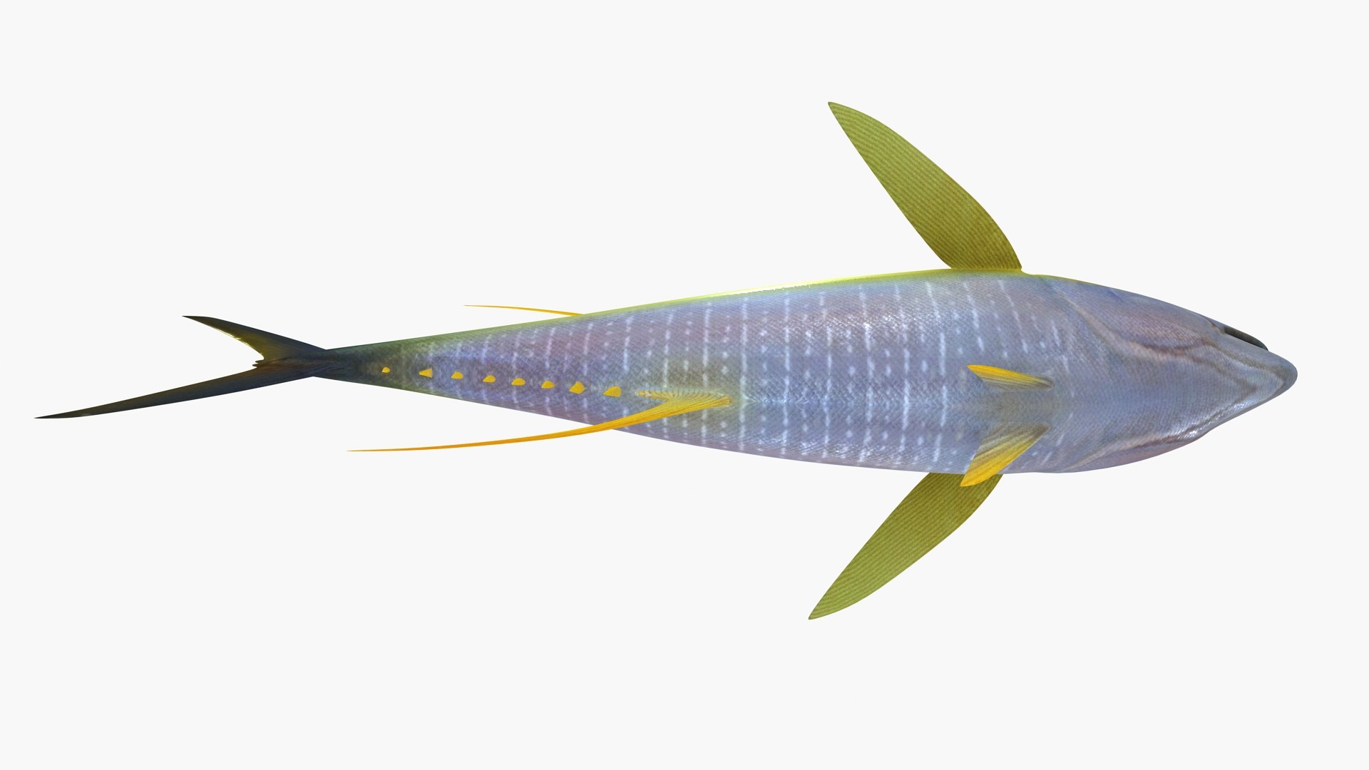 3d Tuna Fish