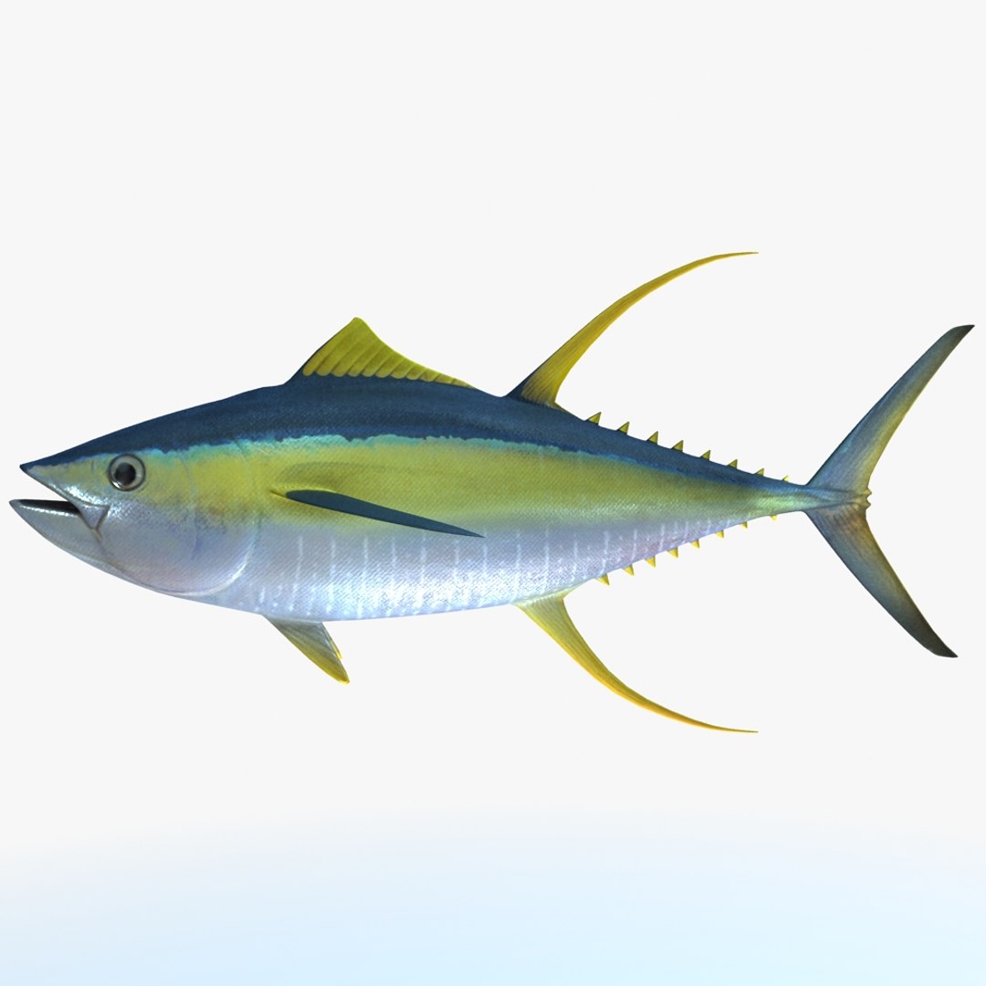 3d Tuna Fish